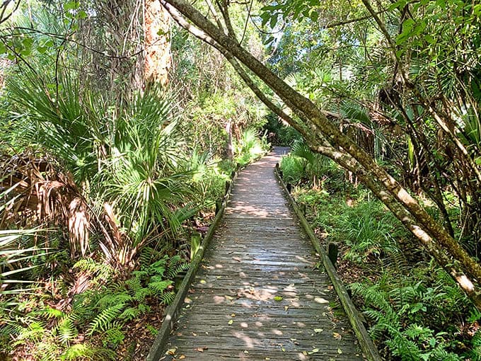 The boardwalk less traveled leads to moments of pure tranquility and views that no camera can truly capture.
