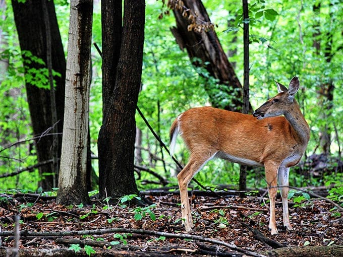 This woodland deer pauses mid-browse, giving you that "I was here first" look that makes you feel like the actual intruder.