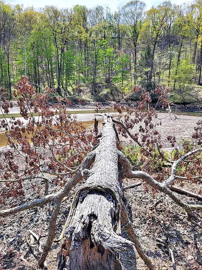 Nature's fallen giant creates a natural bridge &ndash; crossing it feels like walking through a chapter of the forest's own history.