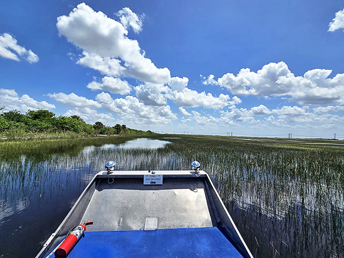 "Is that an alligator?" Everyone leans to one side, momentarily forgetting that boats can, in fact, tip over.