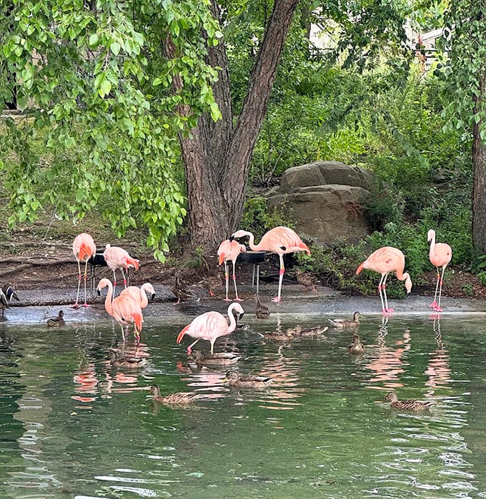 Pretty in pink! The flamingo exhibit brings a splash of tropical color to the Minnesota landscape.