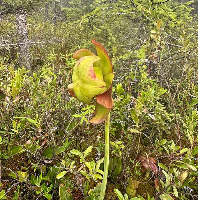 This pitcher plant is basically nature's bug trap, proving that plants can be carnivores too, just very, very slowly.