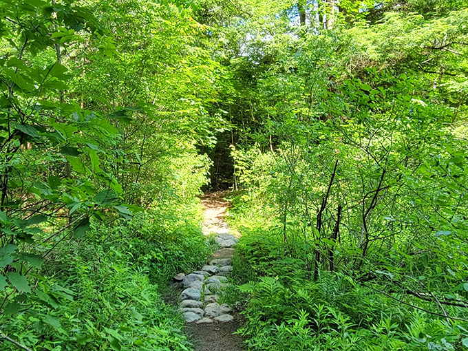 Secret forest pathways beckon explorers deeper into Middlebury's wilderness, where each turn reveals new natural wonders.