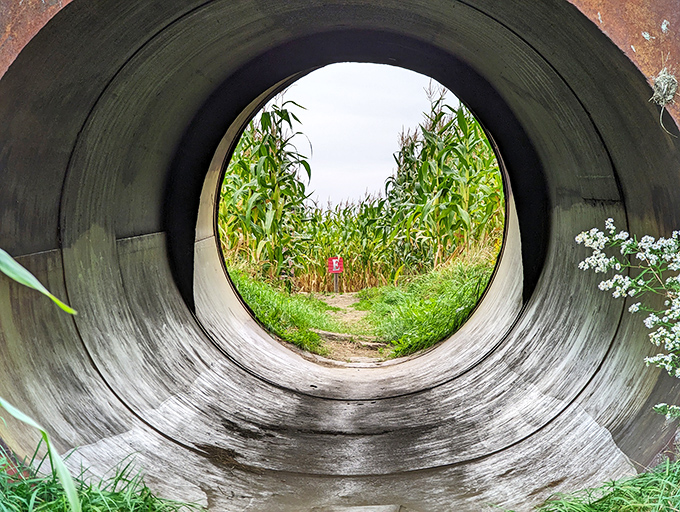 Light at the end of the tunnel offers momentary hope to maze wanderers, though veterans know this likely leads to another puzzling corn corridor.