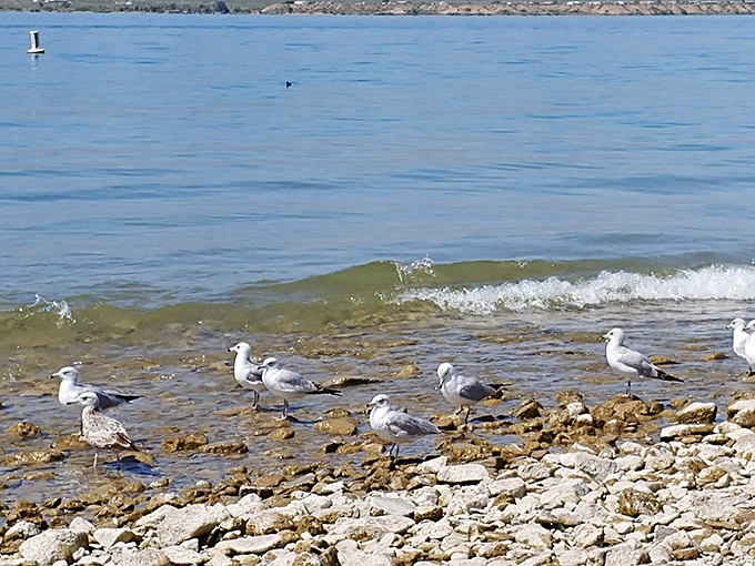 Shoreline seagulls hold their avian convention, discussing how they lucked into this desert paradise far from any ocean.