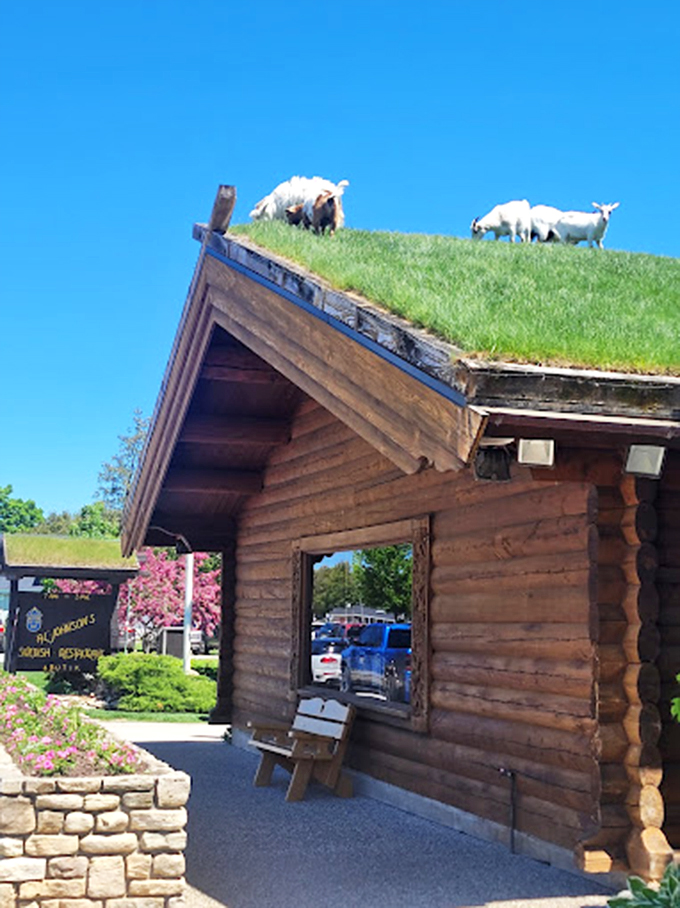 Goats on the roof? You butter believe it! This Scandinavian gem serves up charm with a side of quirky farm life.