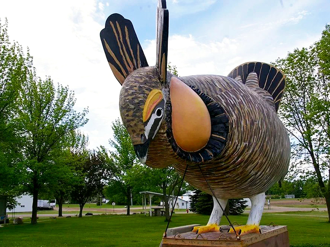 Cock-a-doodle-whoa! This prairie powerhouse is puffed up prouder than a peacock at a beauty pageant.