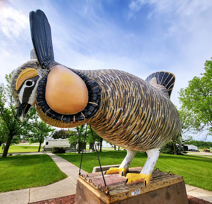 Feathers and flair! Rothsay's resident rooster is giving new meaning to "free-range" chicken.