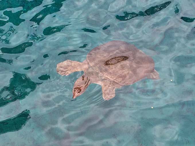 blue grotto dive resort 8