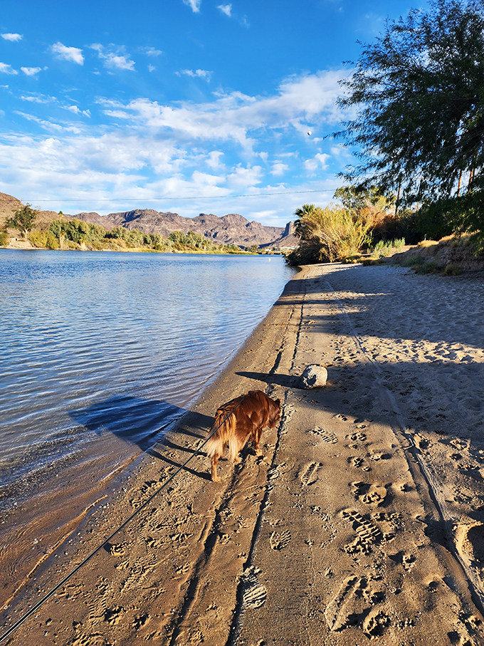 buckskin mountain state park 3