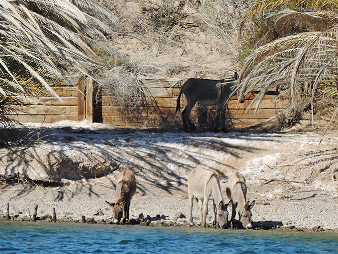 buckskin mountain state park 6