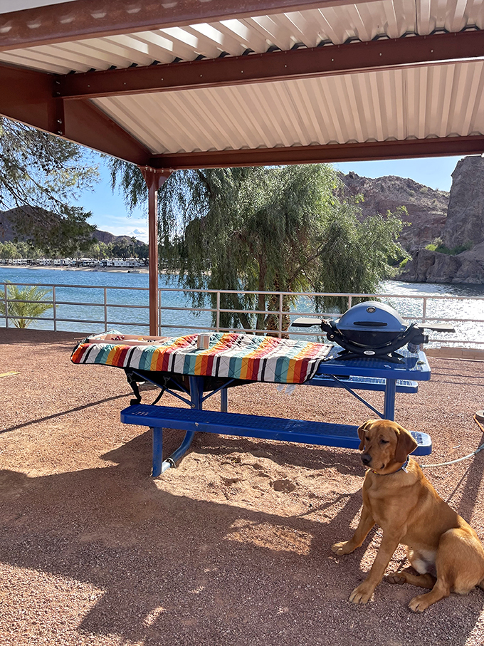 buckskin mountain state park 7