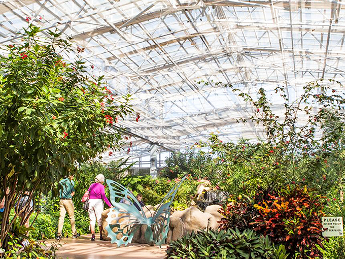 butterfly wonderland 1