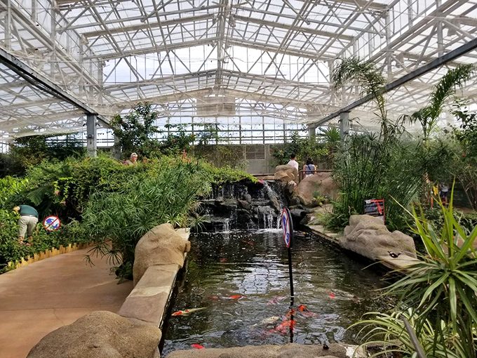 butterfly wonderland 2