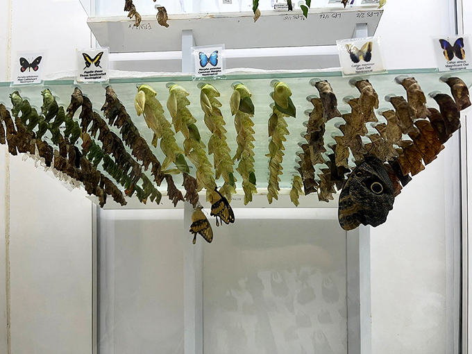 butterfly wonderland 5