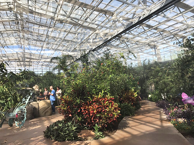 butterfly wonderland 7