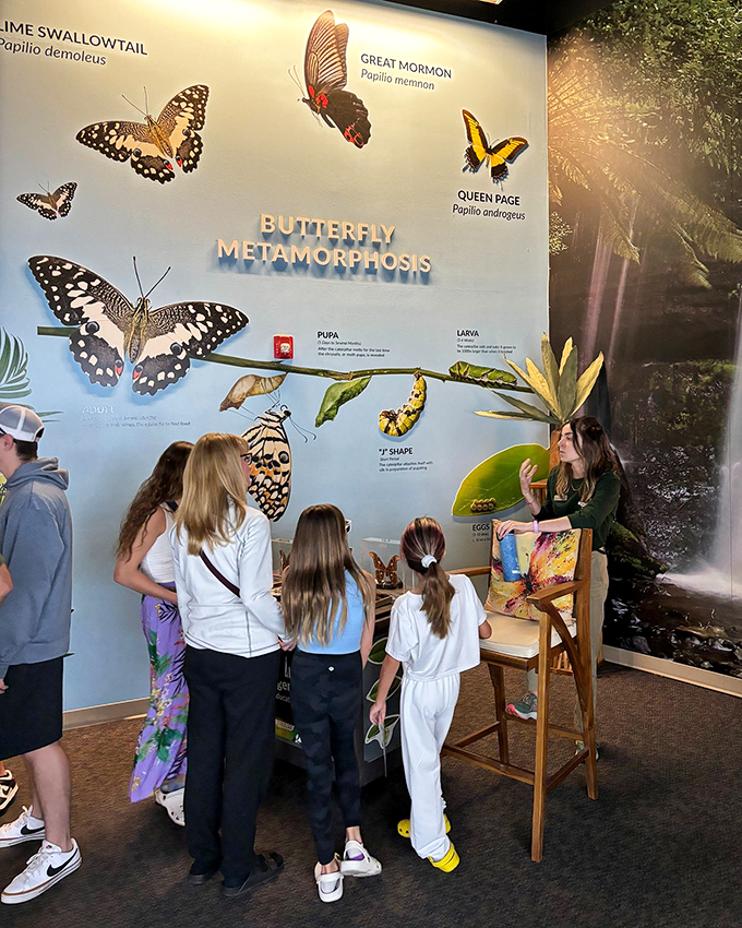 butterfly wonderland 8