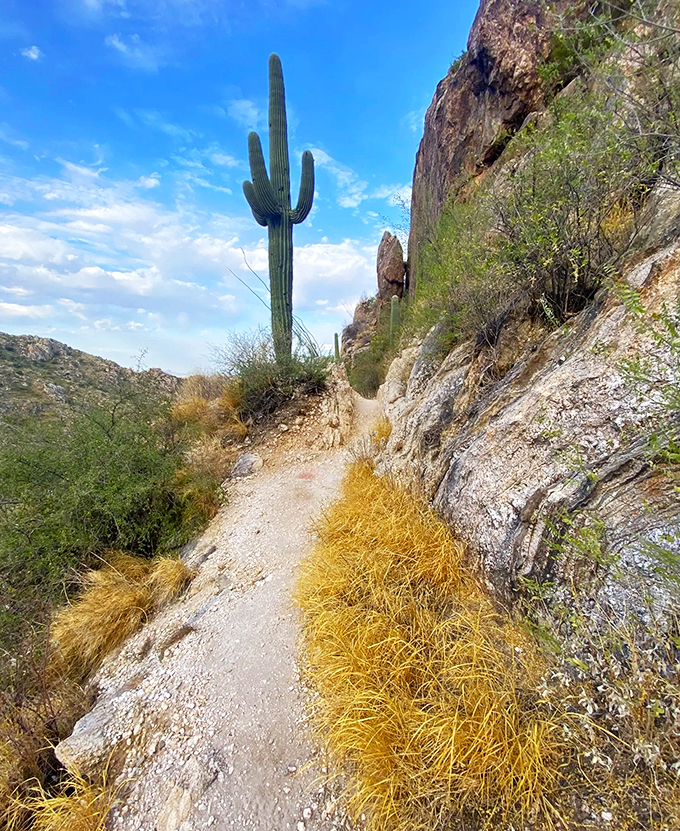 catalina state park 3