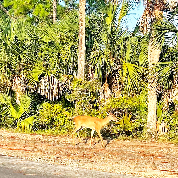 deer lake state park 6