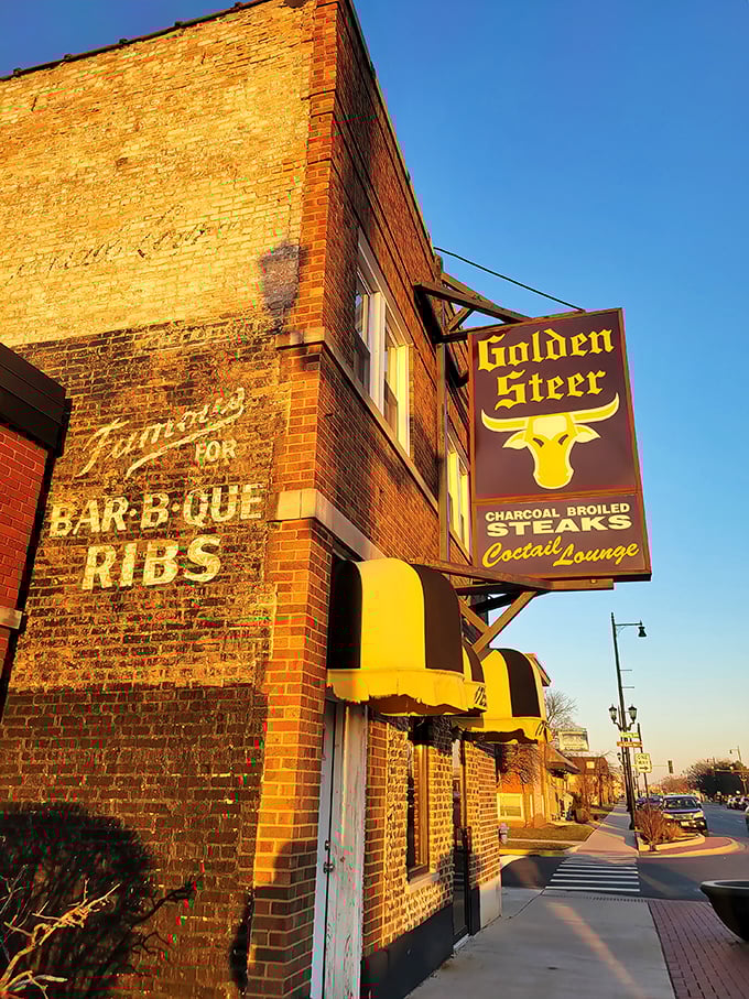 elba&rsquo;s golden steer 1