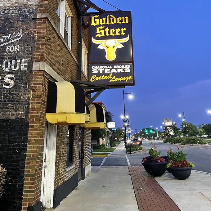 elba&rsquo;s golden steer 9