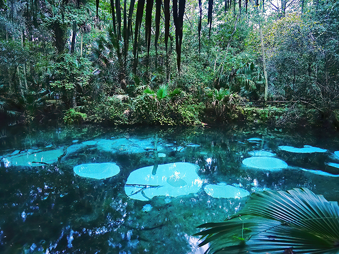 fern hammock springs 1