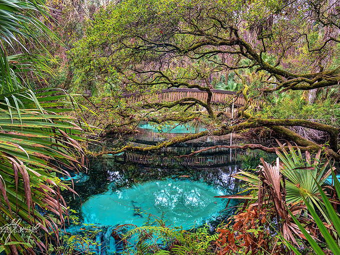 fern hammock springs 2