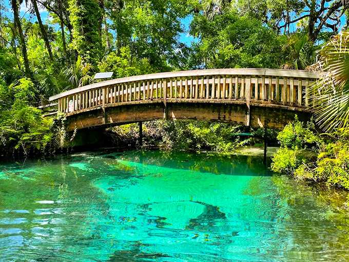 fern hammock springs 2