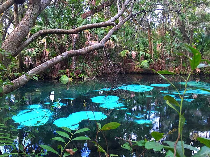 fern hammock springs 3