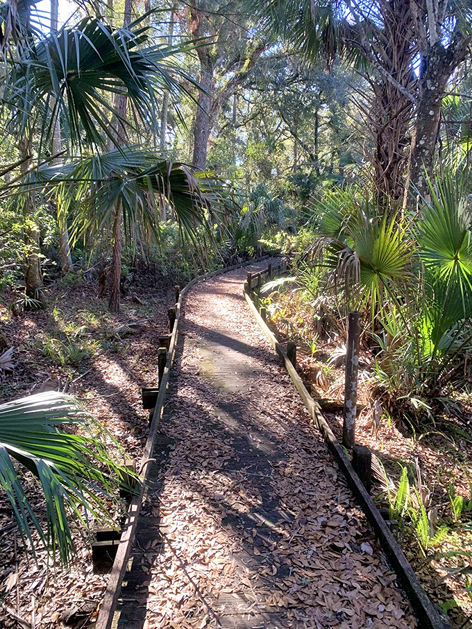 fern hammock springs 4