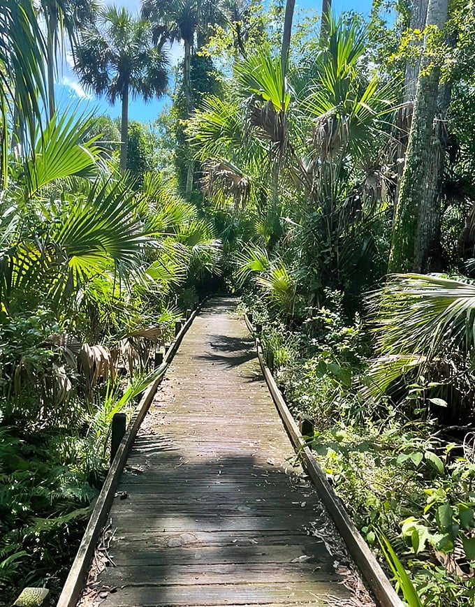 fern hammock springs 5