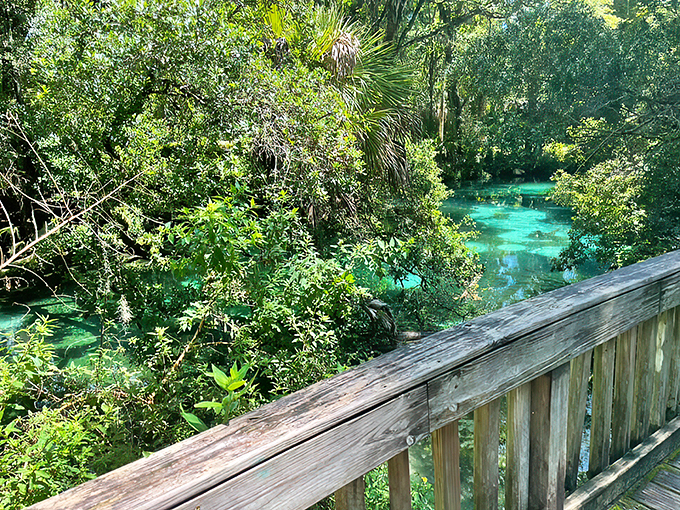 fern hammock springs 7