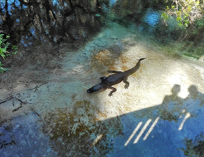 fern hammock springs 7