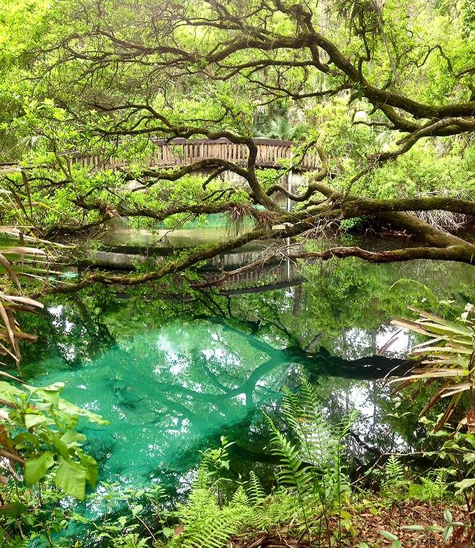 fern hammock springs 8