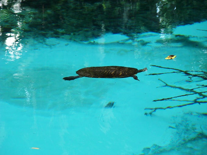 fern hammock springs 8