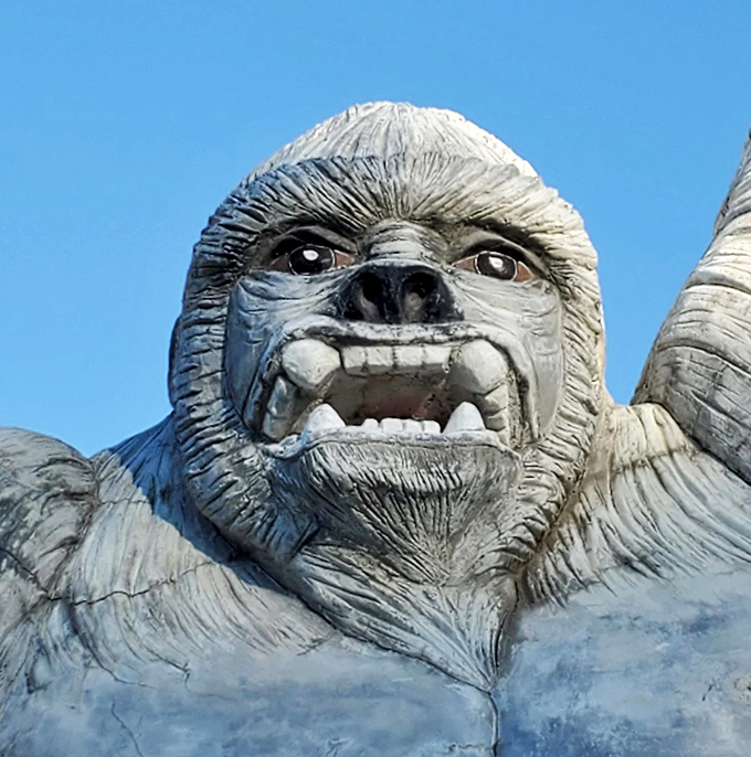 gorilla holding a vw beetle 5