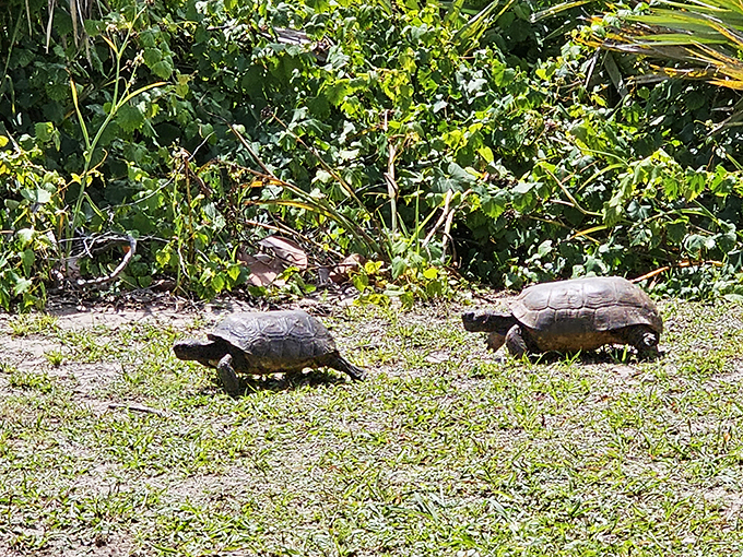 lighthouse point park 4