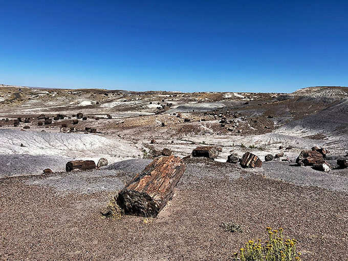 petrified forest national park 2