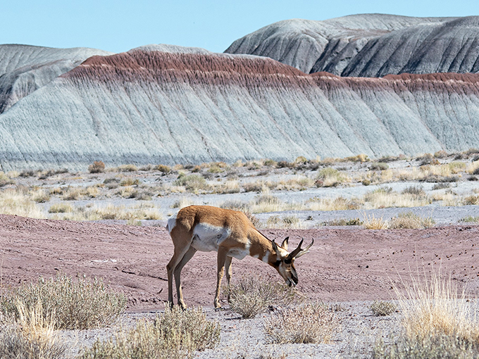 petrified forest national park 5