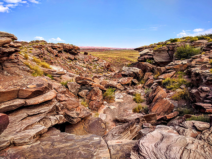 petrified forest national park 7