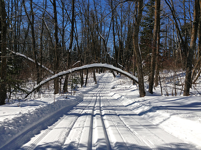 the pickled loon saloon 8