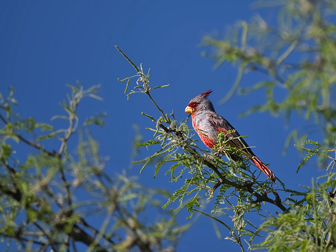 vistoso trails nature preserve 5