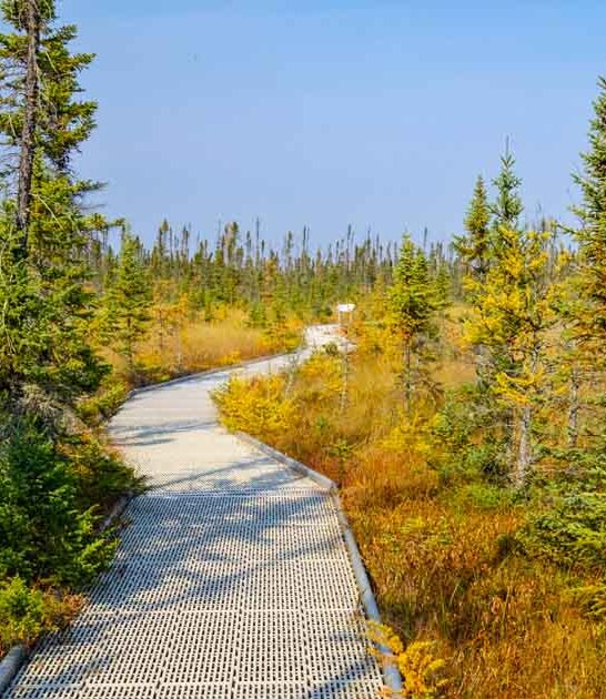 bog boardwalk minnesota ftr