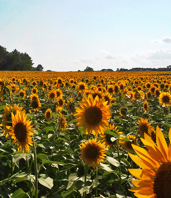 breathtaking flower fields minnesota ftr