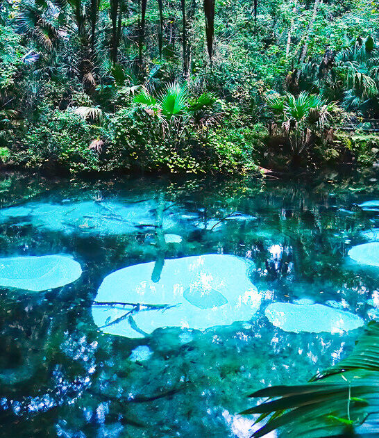 florida blue spring ftr