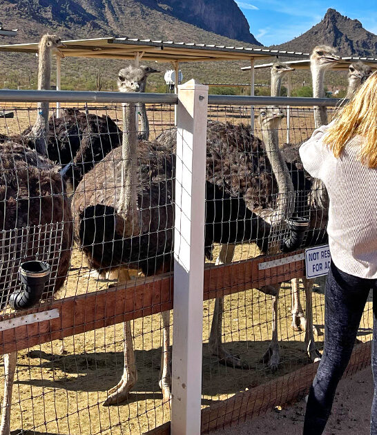 fun ostrich ranch arizona ftr