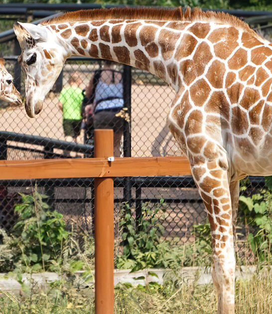 largest free zoo minnesota ftr