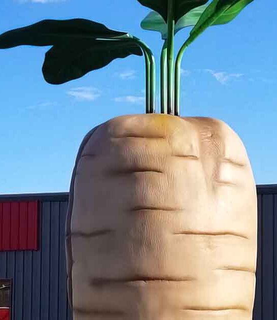 largest sugar beet minnesota ftr