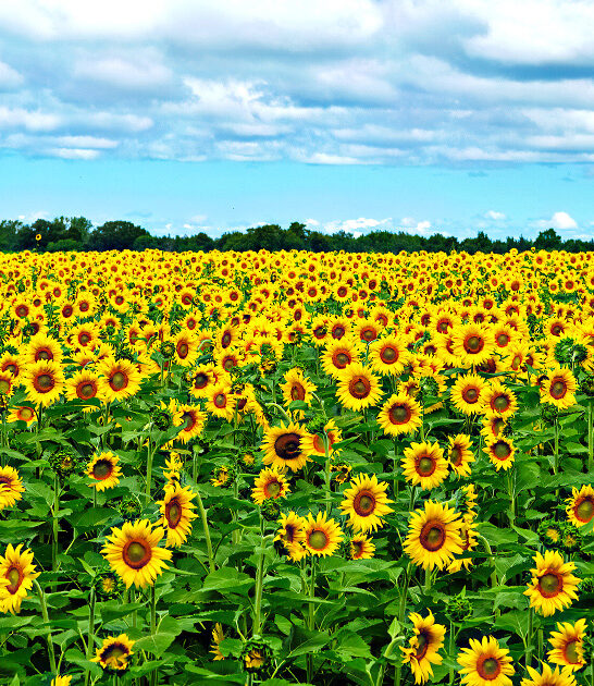 stunning flower fields minnesota ftr