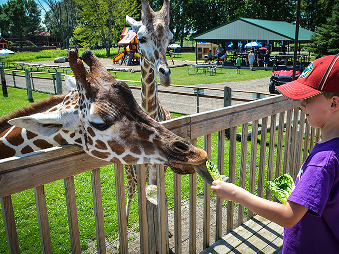 A petting zoo that's more 'Golden Girls' than 'Old MacDonald'! These giraffes are ready for their close-up, and maybe a nibble of your shirt.